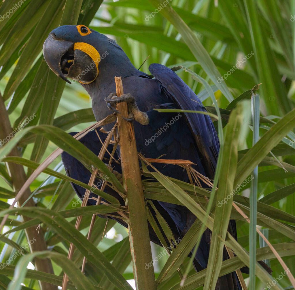 Esta es una foto del famoso loro guacamayo (ara parrot). Foto tomada en ...