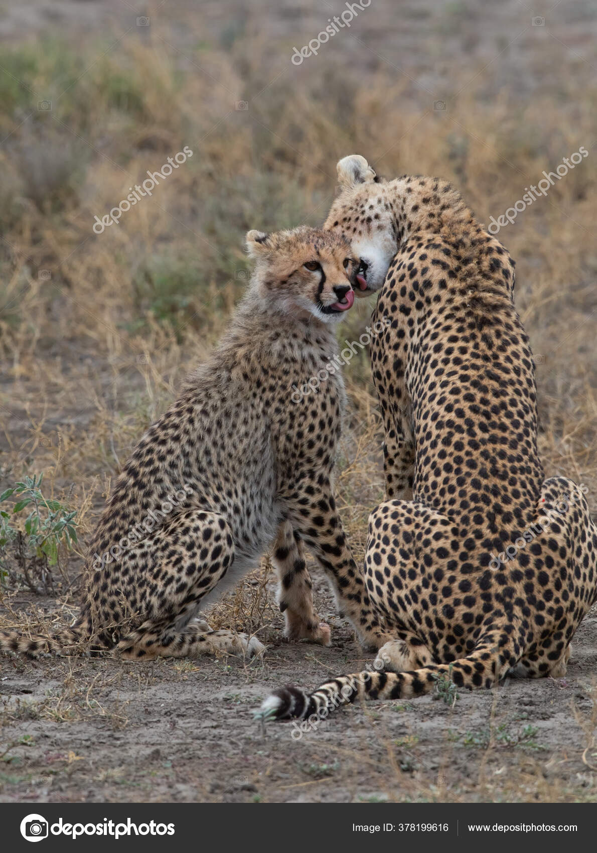 Two Cheetahs Kissing Licking Each Other Successful Hunting — Stock ...