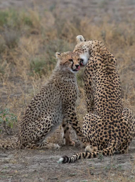 Two Cheetahs Kissing Licking Each Other Successful Hunting Stock Photo ...