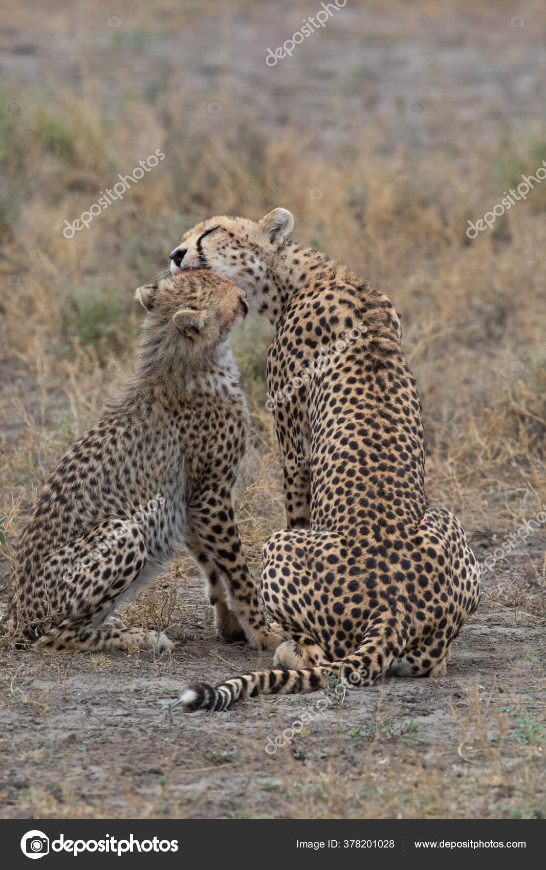 Cheetahs Kissing