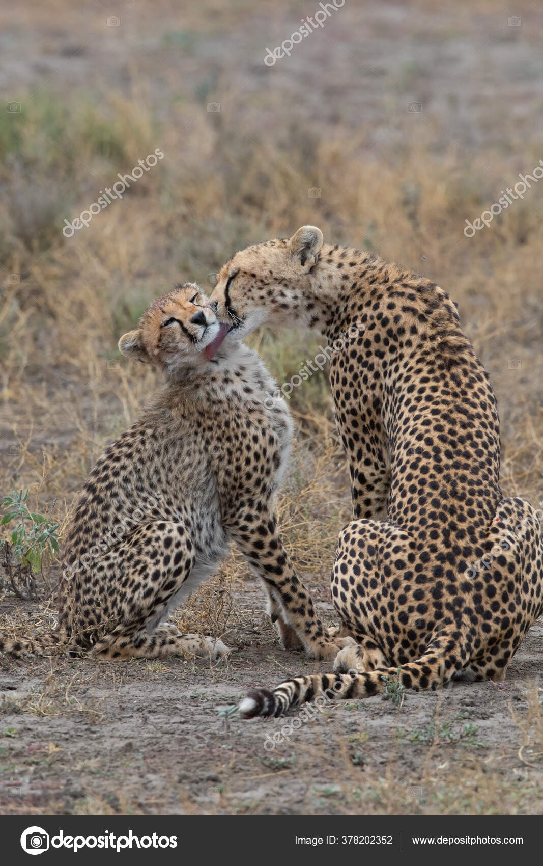Two Cheetahs Kissing Licking Each Other Successful Hunting — Stock ...