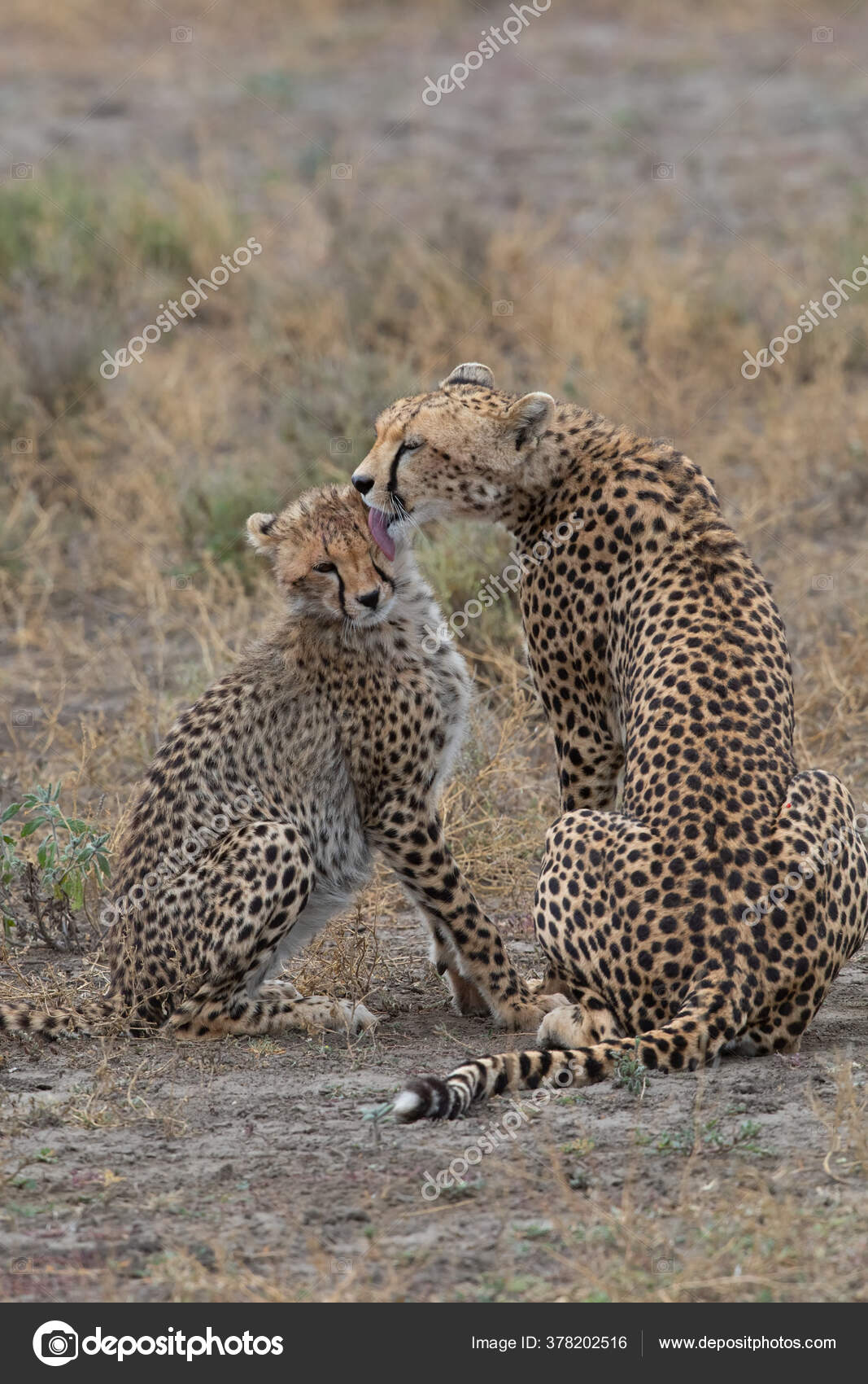 Two Cheetahs Kissing Licking Each Other Successful Hunting Stock Photo ...