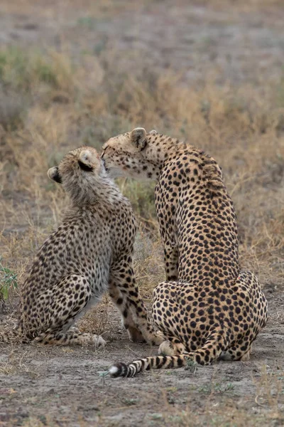 Two Cheetahs Kissing Licking Each Other Successful Hunting Stock Photo ...