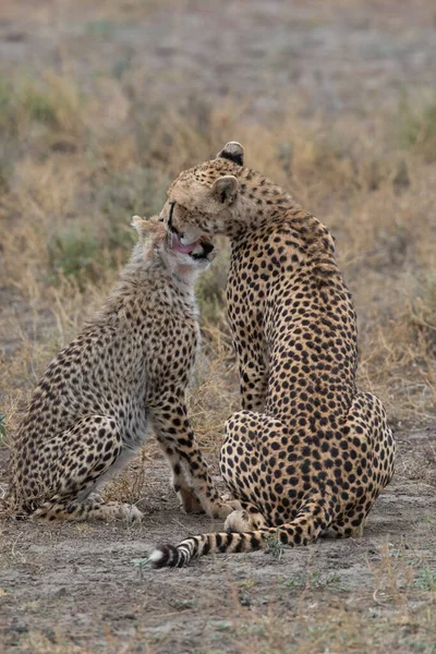 Two Cheetahs Kissing Licking Each Other Successful Hunting Stock Photo ...