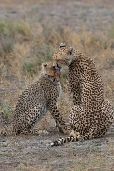 Two Cheetahs Kissing Licking Each Other Successful Hunting Stock Photo ...