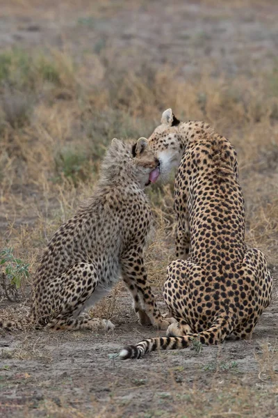 Two Cheetahs Kissing Licking Each Other Successful Hunting Stock Photo ...