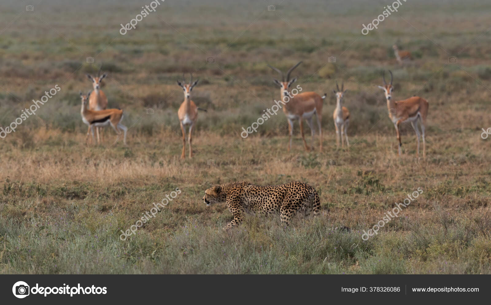 Cheetahs Hunting