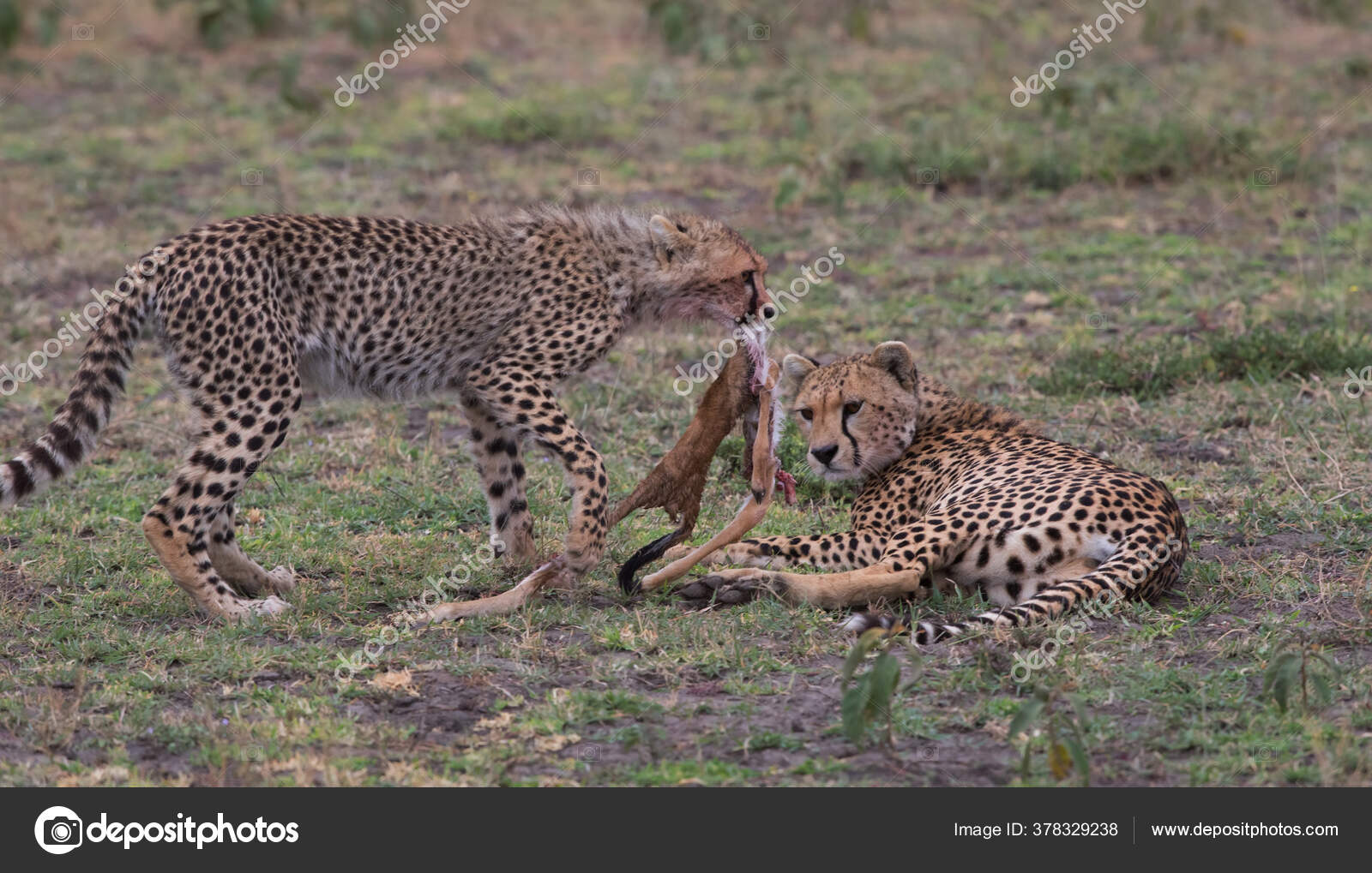 Leopard Hunt Gazelle