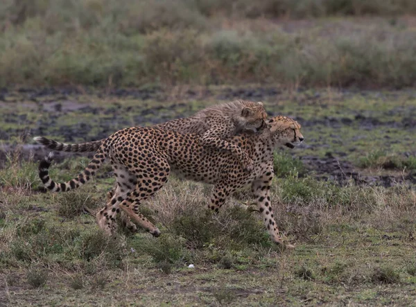 Cheetah running fast Stock Photos, Royalty Free Cheetah running fast ...