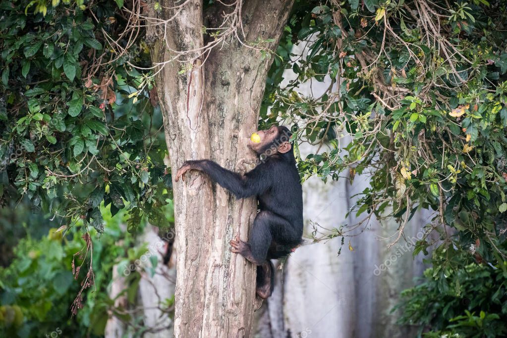 Joven chimpancé trepa a un árbol después de recoger comida en el ...
