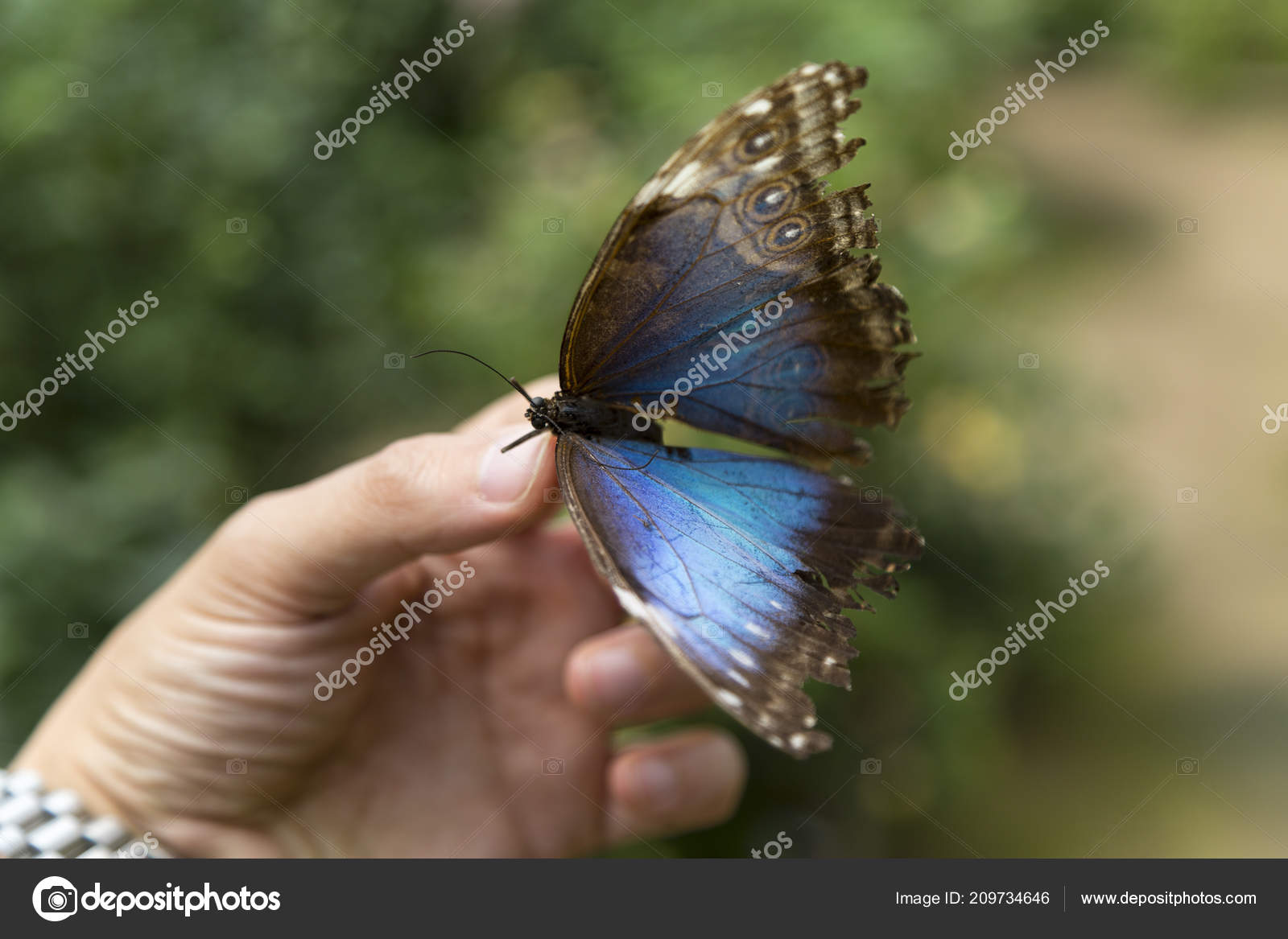 Blue Butterfly Fingertips Close — Stock Photo © nektarstock #209734646