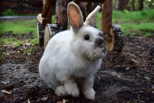 White rabbit with a black spot on the nose in the park - Stock Image ...