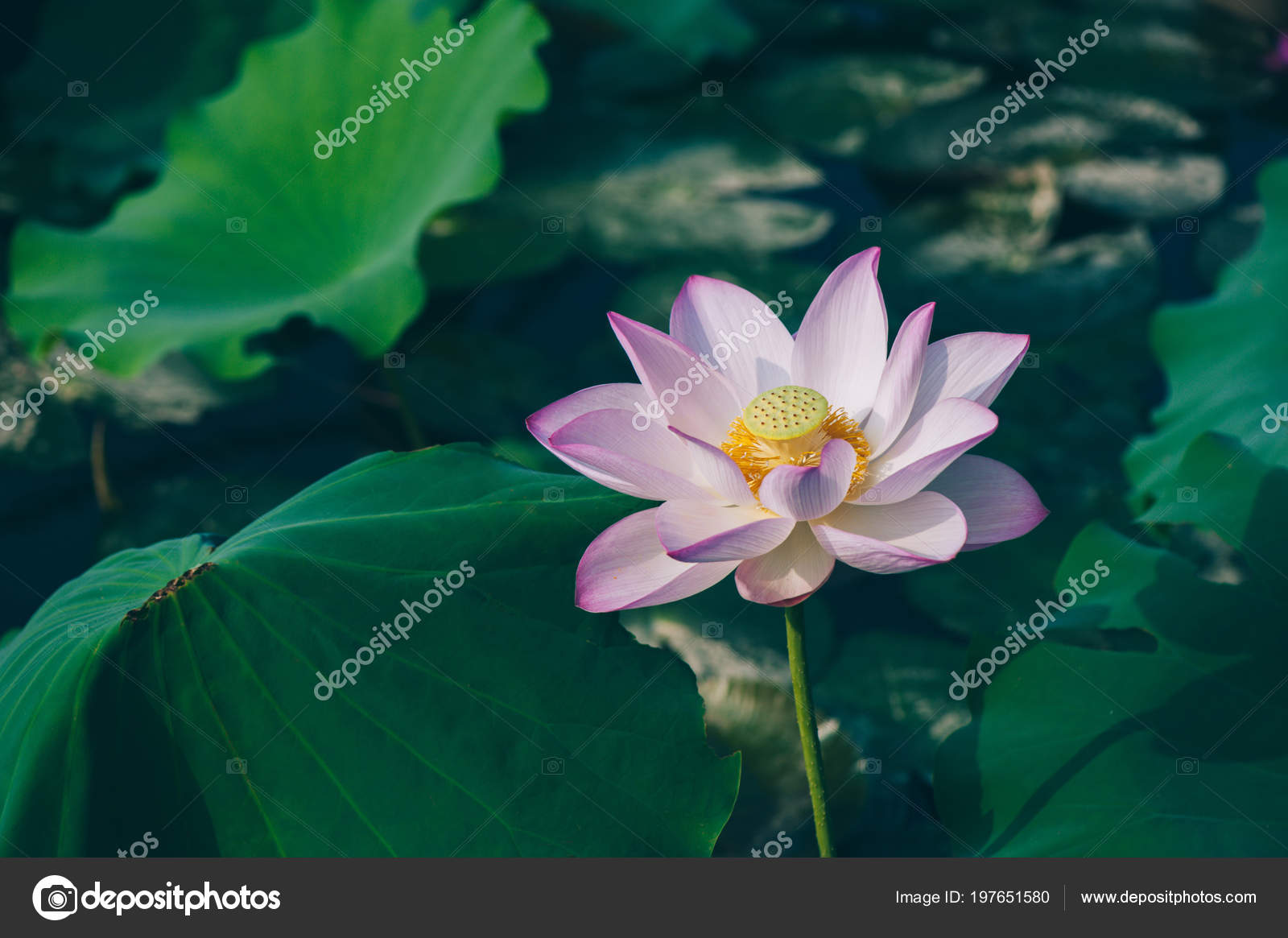 Top View Of Lotus Flower | Best Flower Site