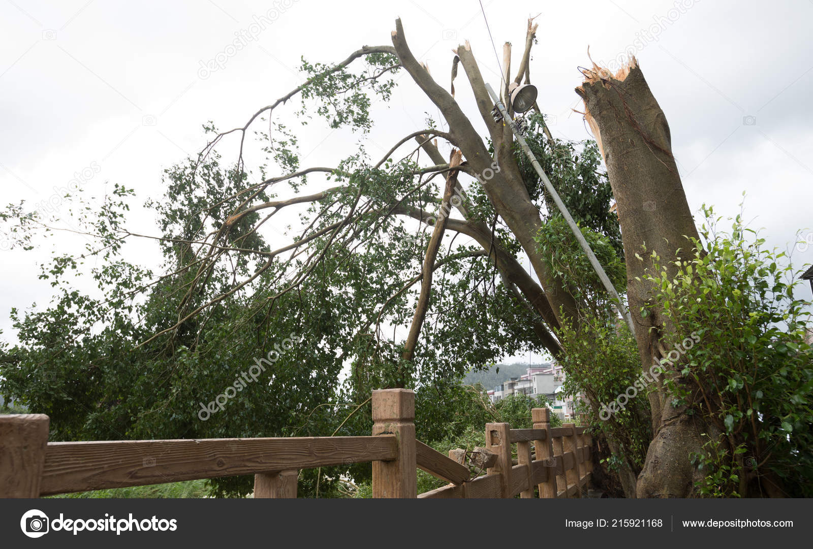 Broken Tree Damages Super Typhoon Mangkhut China — Stock Photo © lzf ...