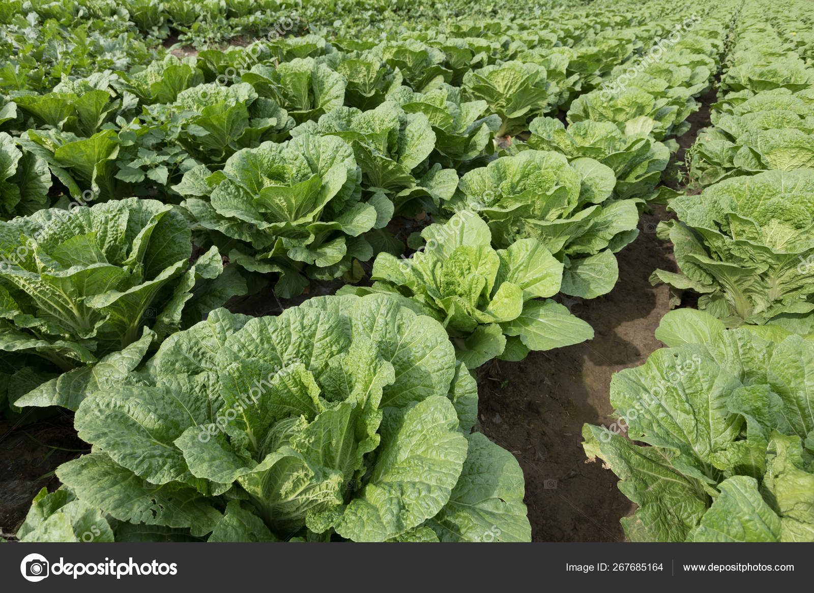 Cultivos Col China Crecimiento Campo: fotografía de stock © lzf ...