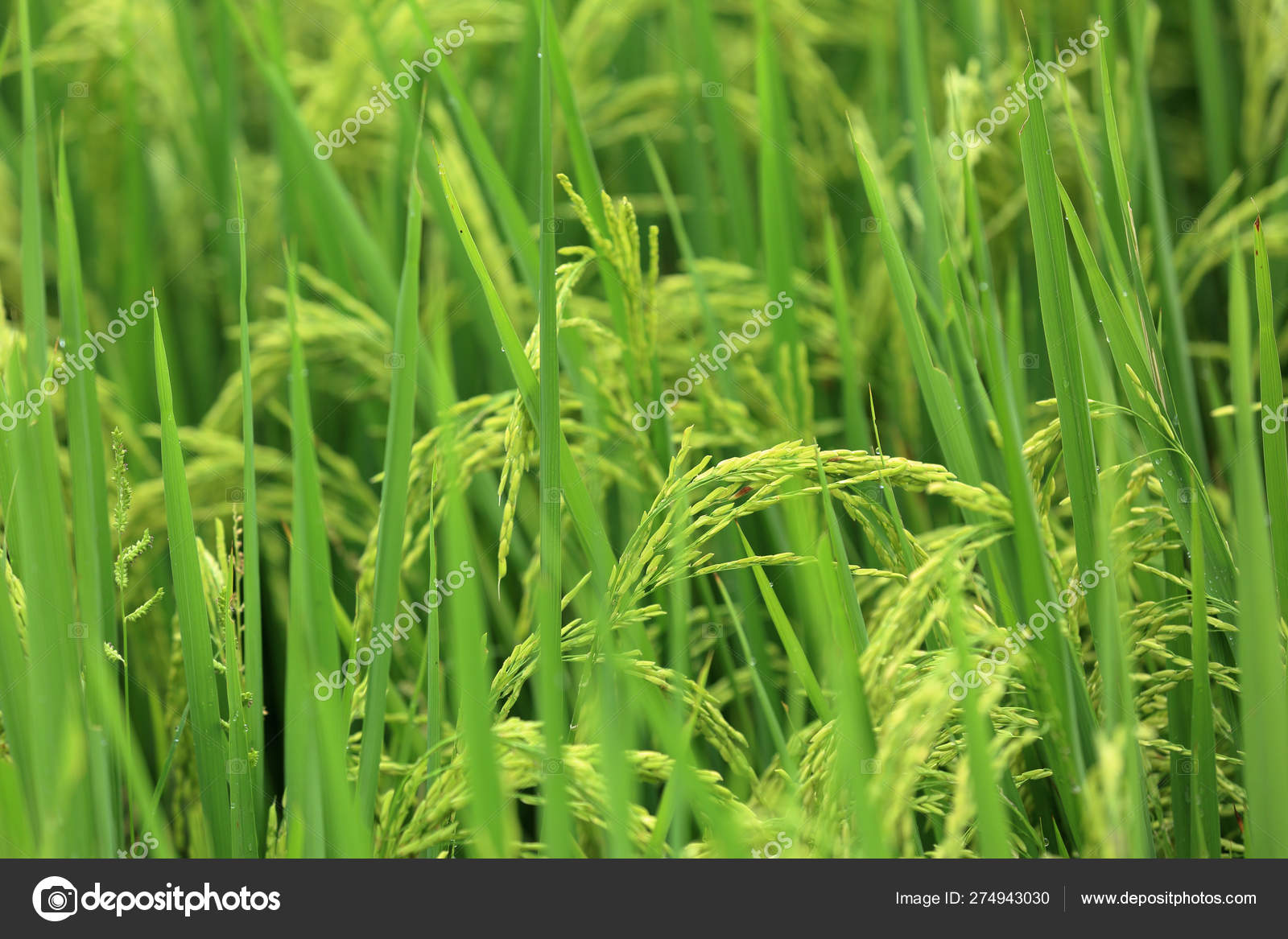 Green Rice Grain Growth Field Stock Photo by ©lzf 274943030