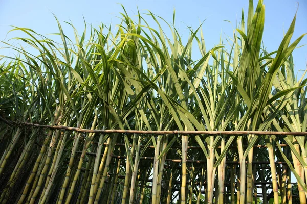 Sugar cane border Stock Photos, Royalty Free Sugar cane border Images ...