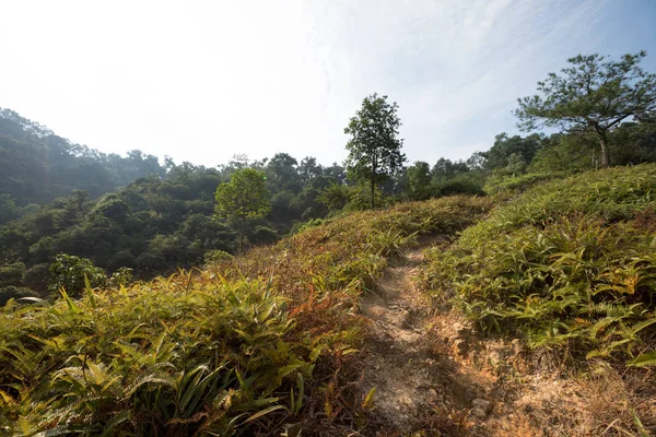 Southern forest Stock Photos, Royalty Free Southern forest Images ...