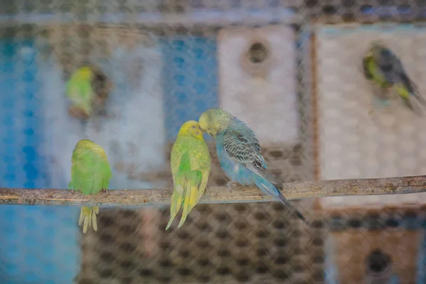 Zebra parakeet Pictures, Zebra parakeet Stock Photos & Images ...