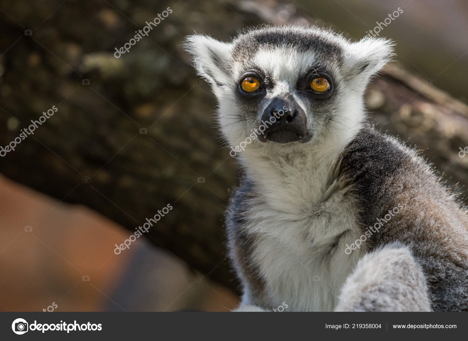 Lemuriformes Wild Animal Life — Stock Photo © aleksei.ee #219358004