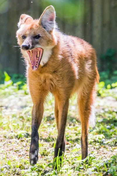 Hyper carnivore Stock Photos, Royalty Free Hyper carnivore Images ...