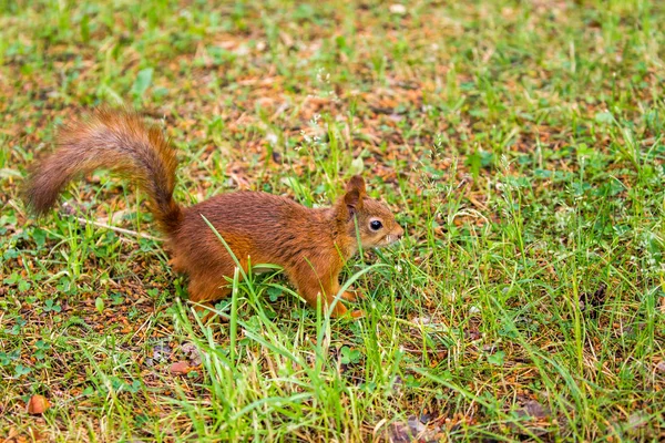 Rödaktig svans Stock Photos, Royalty Free Rödaktig svans Images ...