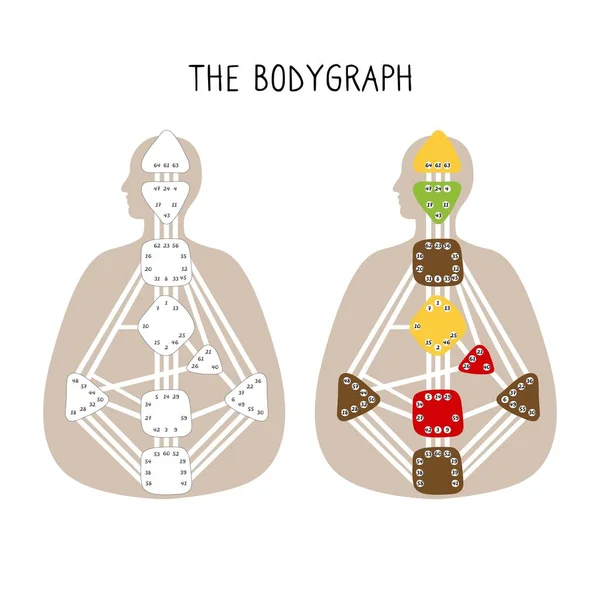 Human design bodygraph Vector Art Stock Images | Depositphotos
