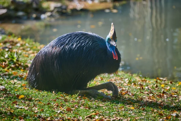 Oiseau casoar images libres de droit, photos de Oiseau casoar ...