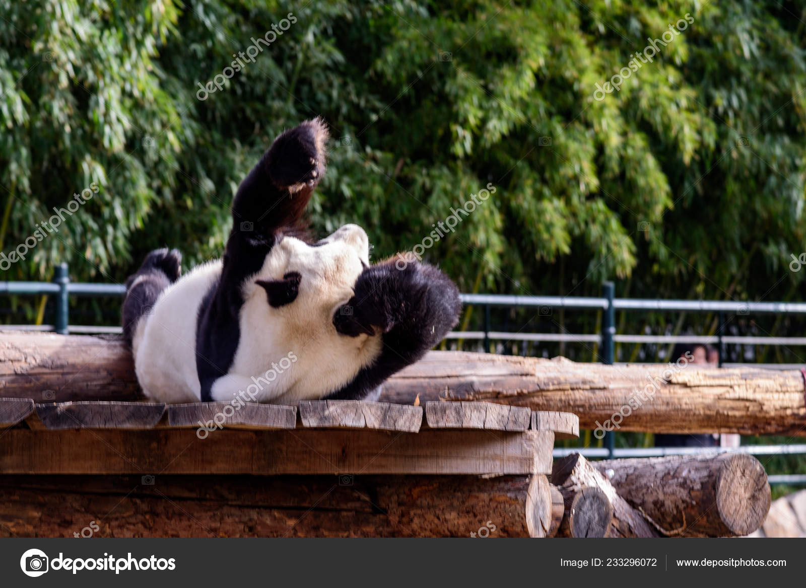 Giant Panda Rolls Gets Wrong Side Bed Beijing Zoo Beijing — Stock ...