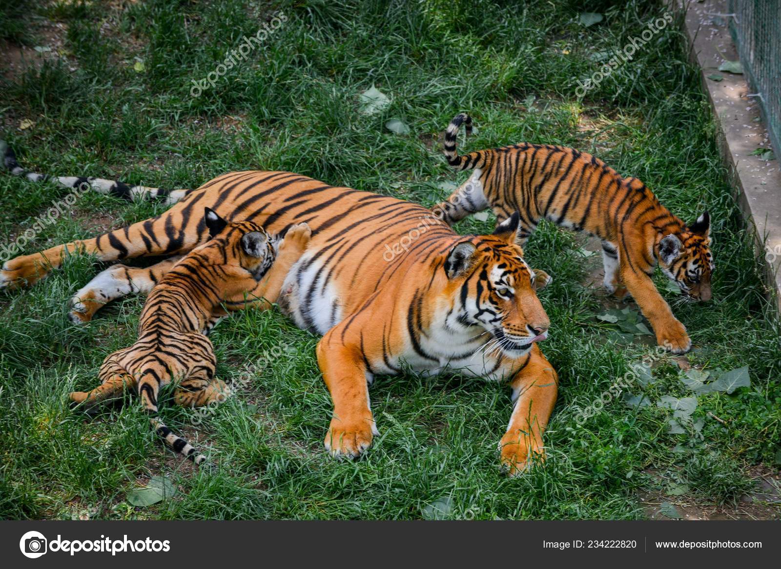 Two South China Tiger Cubs Plays Mother Breeding Base Luoyang — Stock ...