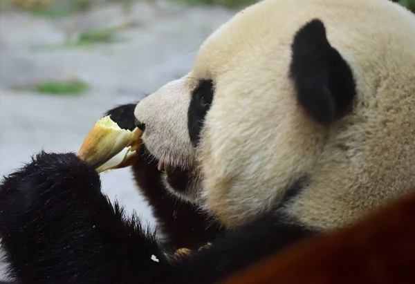 Panda Eating Fish