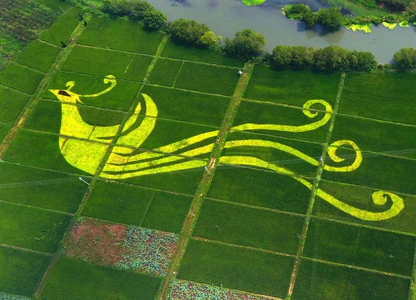 Aerial View Rice Paddy Painting British Animated Series Peppa Pig ...