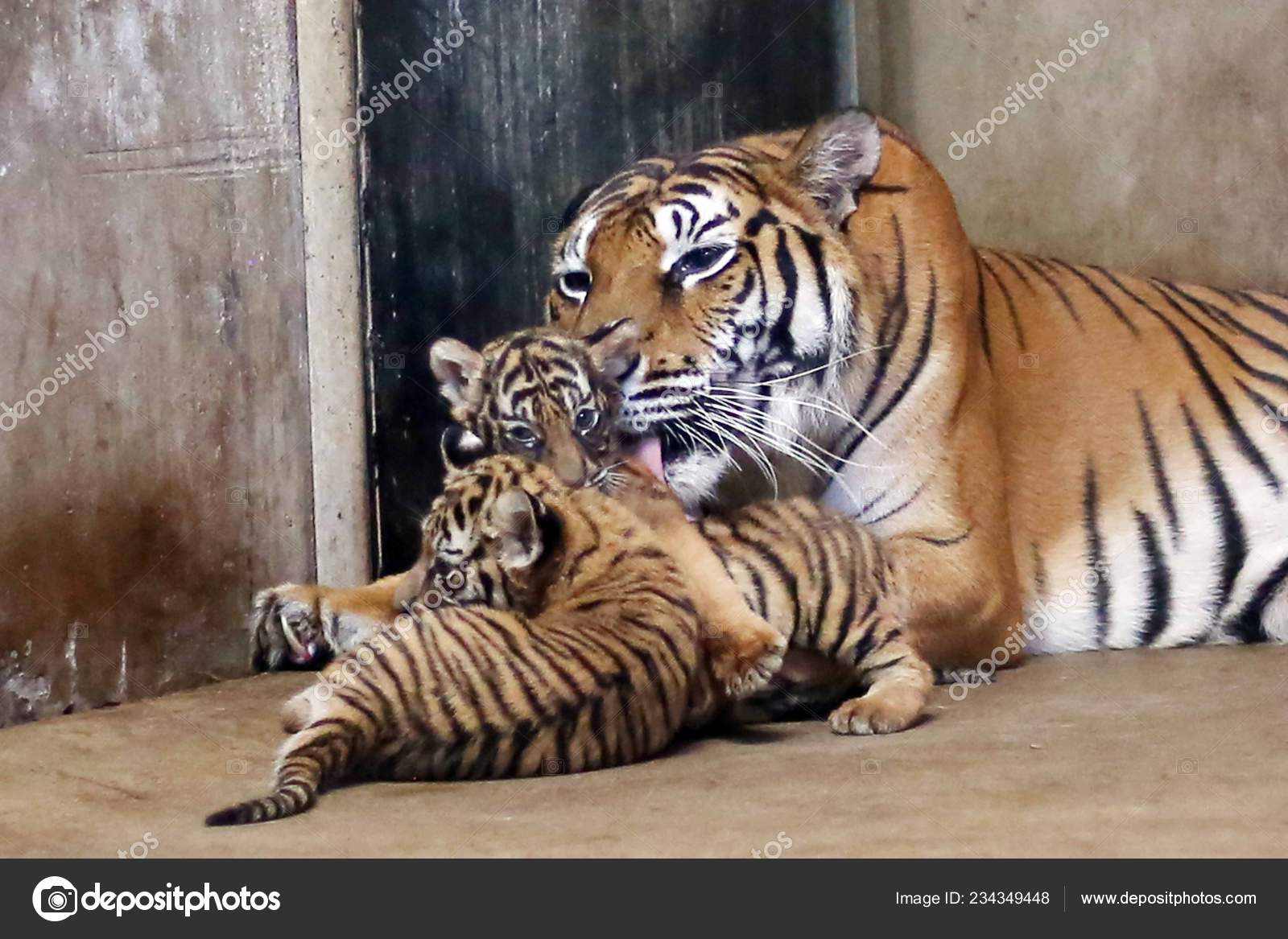 Pasgeboren Tijgerhaai Bengaalse Tijger Nan Nan Verzorgt Haar Vier