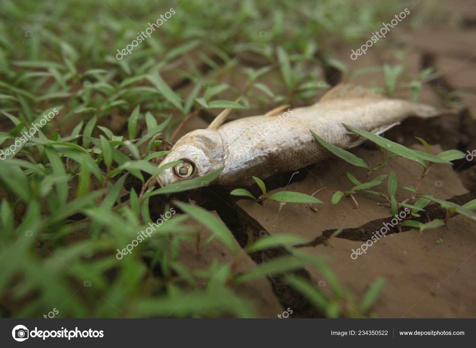 Dead Fish Seen Cracked Bed Nearly Dried China's Largest Freshwater ...