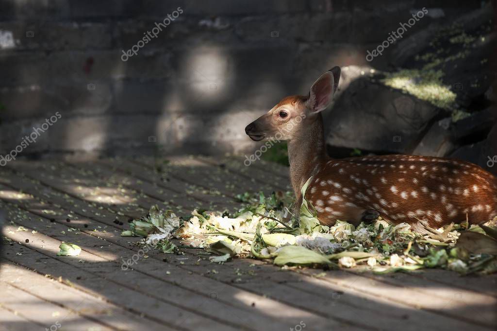 Un ciervo sika nacido el 2 de junio se representa en el Jardín de la ...