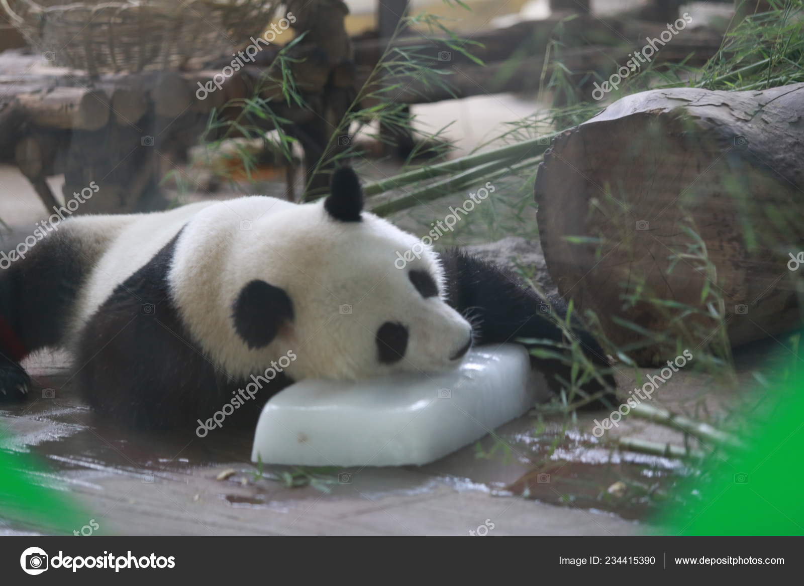 Giant Panda Holds Ice Block Cool Zoo Scorching Day Ji'nan — Stock ...