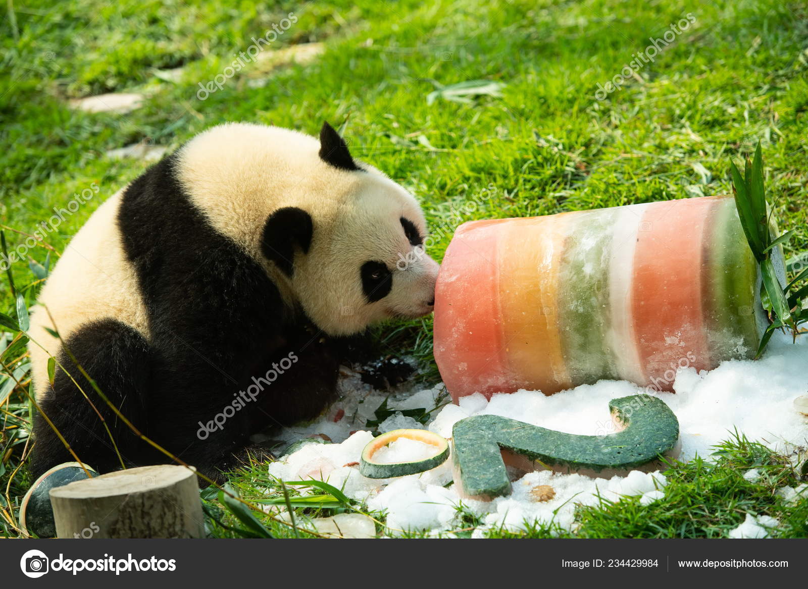 Pandas Eating Cake