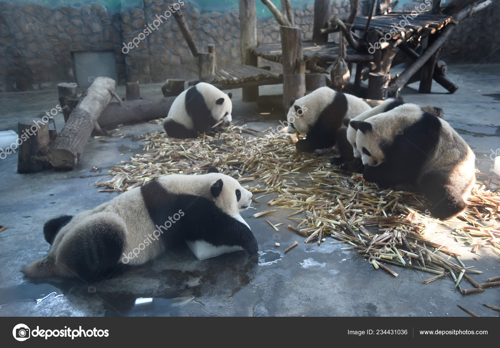 Giant Pandas Hold Ice Blocks Cool Base China Conservation Research ...