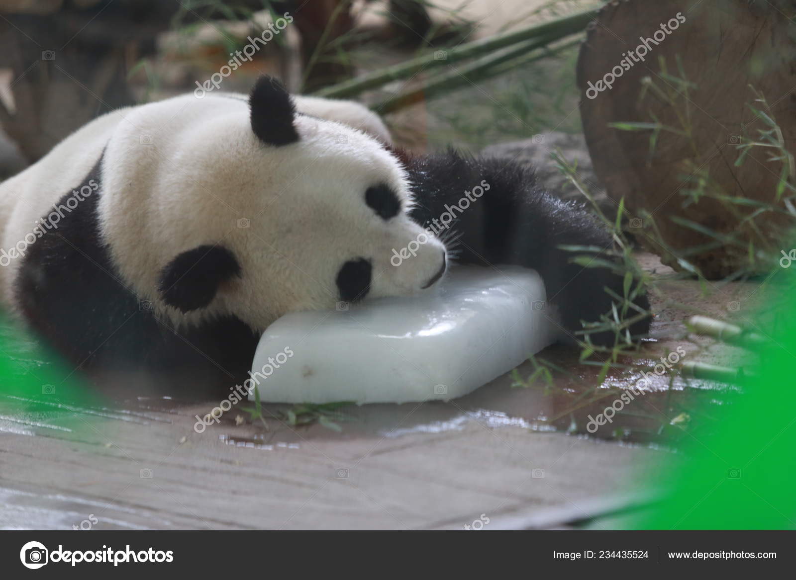 Giant Panda Holds Ice Block Cool Zoo Scorching Day Ji'nan – Stock ...