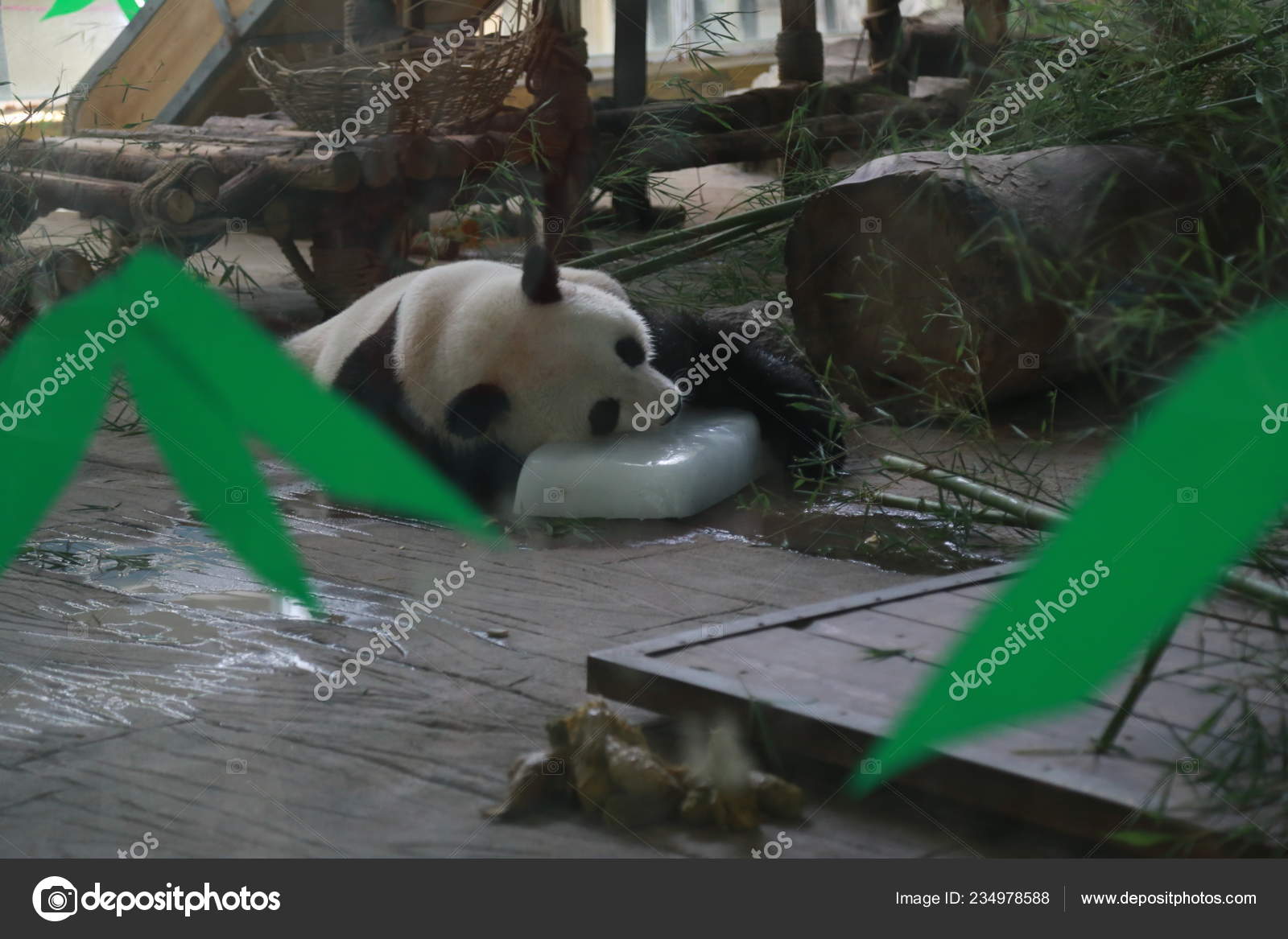 Giant Panda Holds Ice Block Cool Zoo Scorching Day Ji'nan – Stock ...