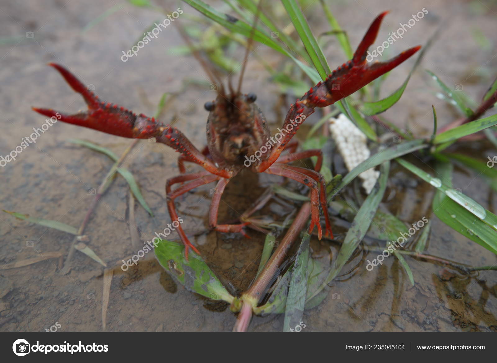 View Crayfish Served 2018 Russia World Cup Crayfish Breeding Base ...