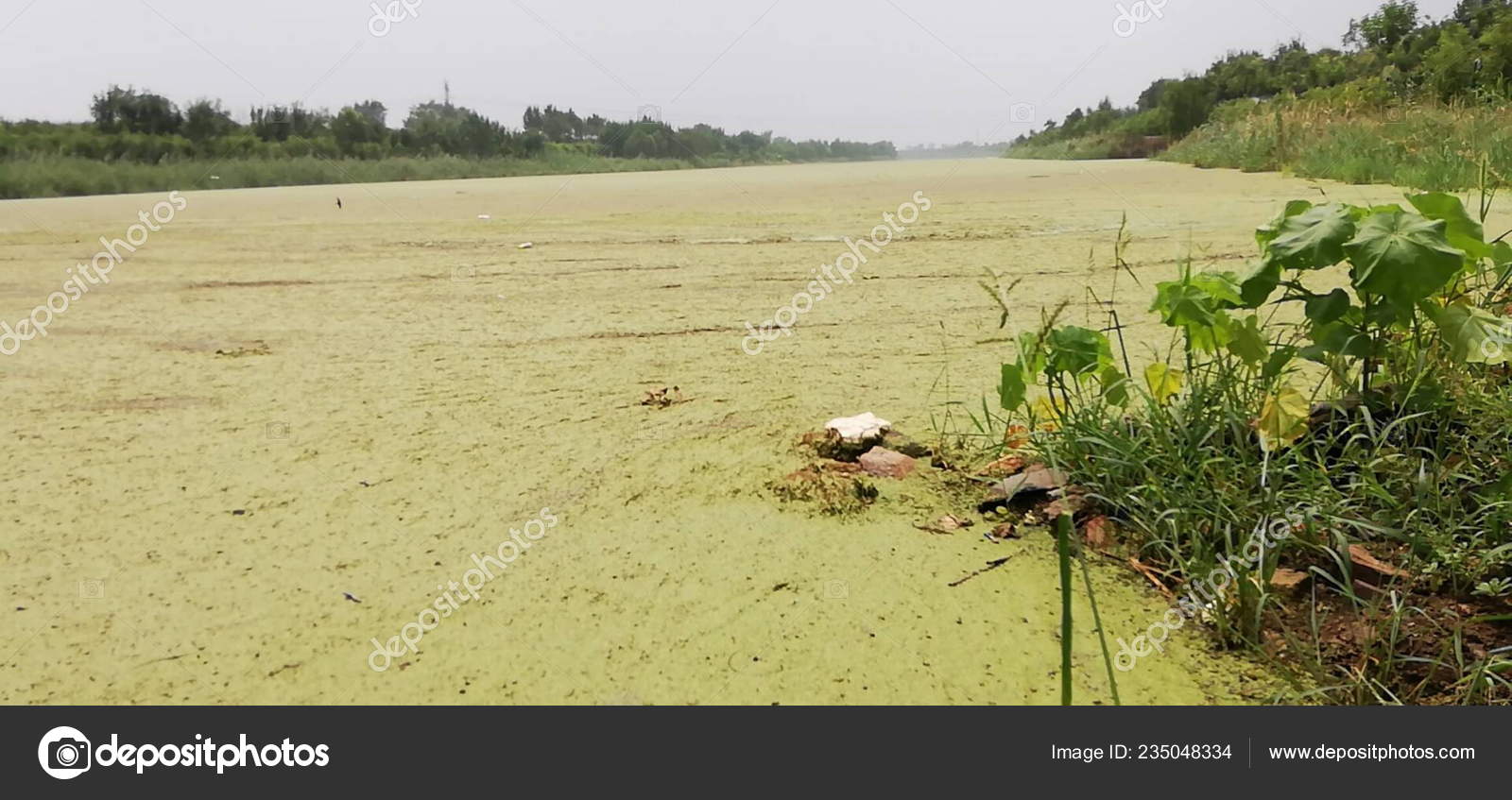 Qinkou River Covered Blue Green Algae Xiawa Town Zhanhua District Stock ...