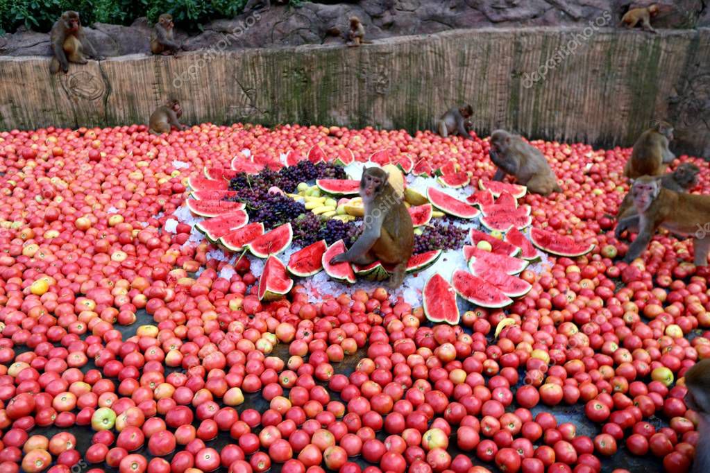 Los macacos disfrutan del banquete de frutas en un día abrasador en la ...
