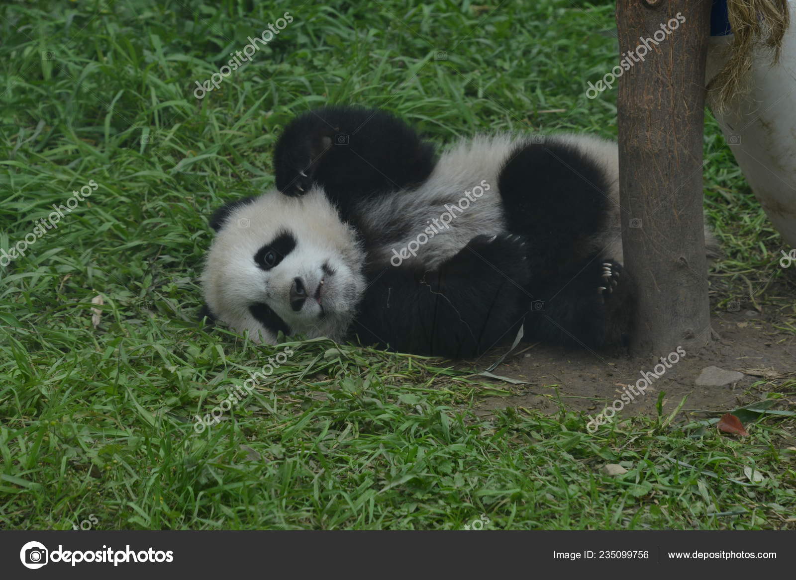 Giant Panda Cub Falls Head Heels Tree Base China Conservation — Stock ...