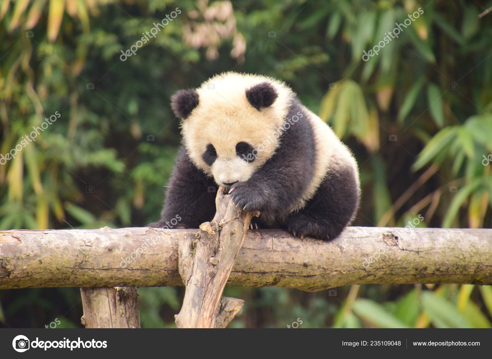 Giant Panda Cub Crawls Cautiously Beam Base China Conservation Research ...