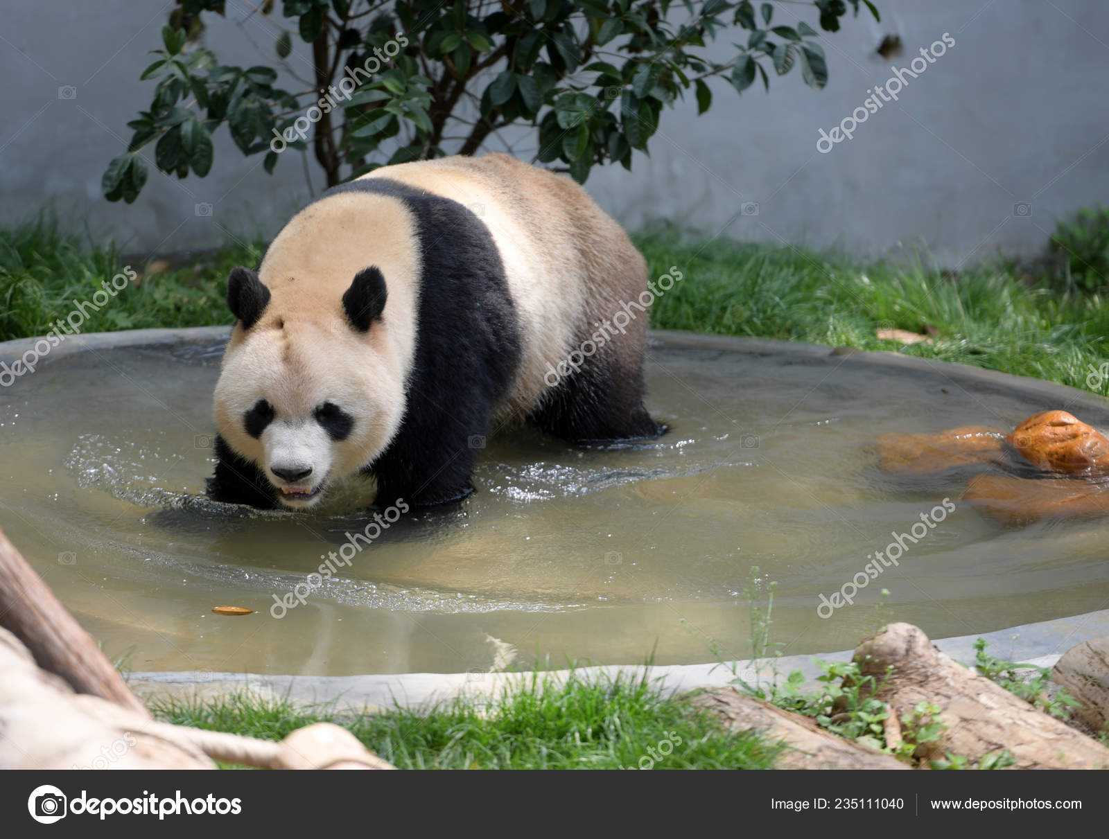 Giant Panda Swimming