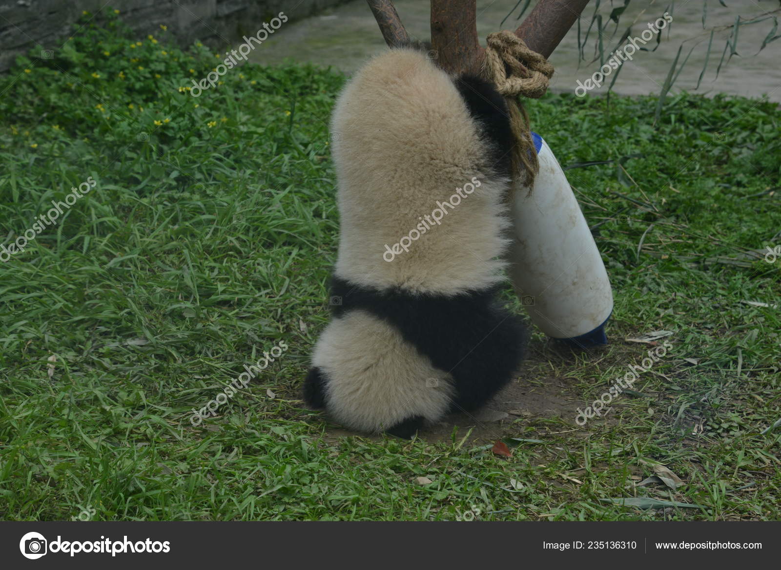 Giant Panda Cub Falls Head Heels Tree Base China Conservation — Stock ...