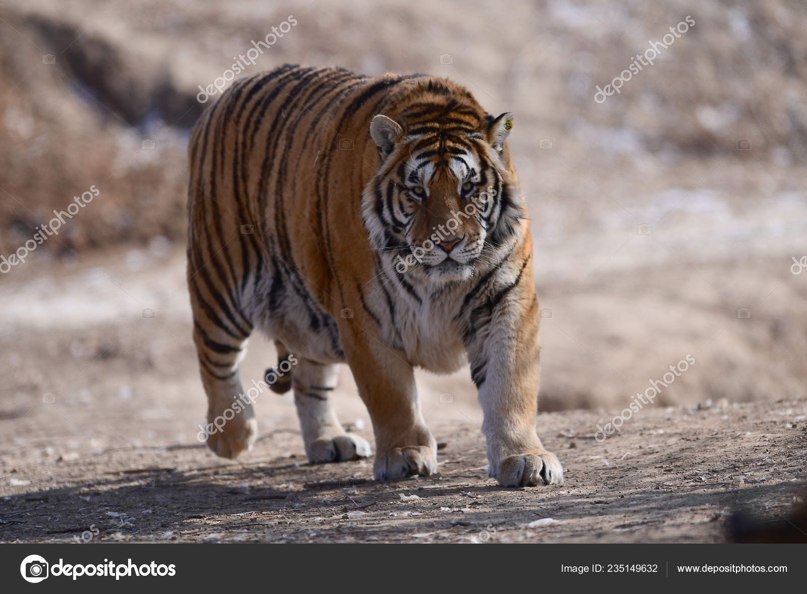 Fat Siberian Tiger Pictured Shenyang Tiger Park Shenyang City Northeast ...