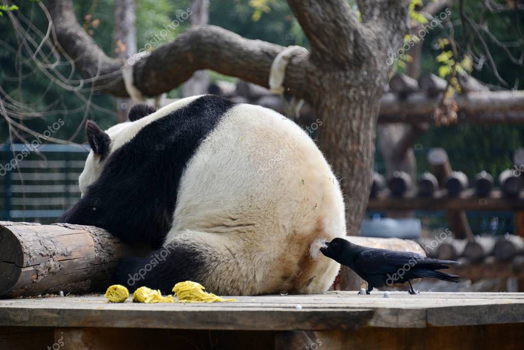 Un cuervo picotea y arranca la piel del trasero de un panda gigante en el zoológico de Beijing ...