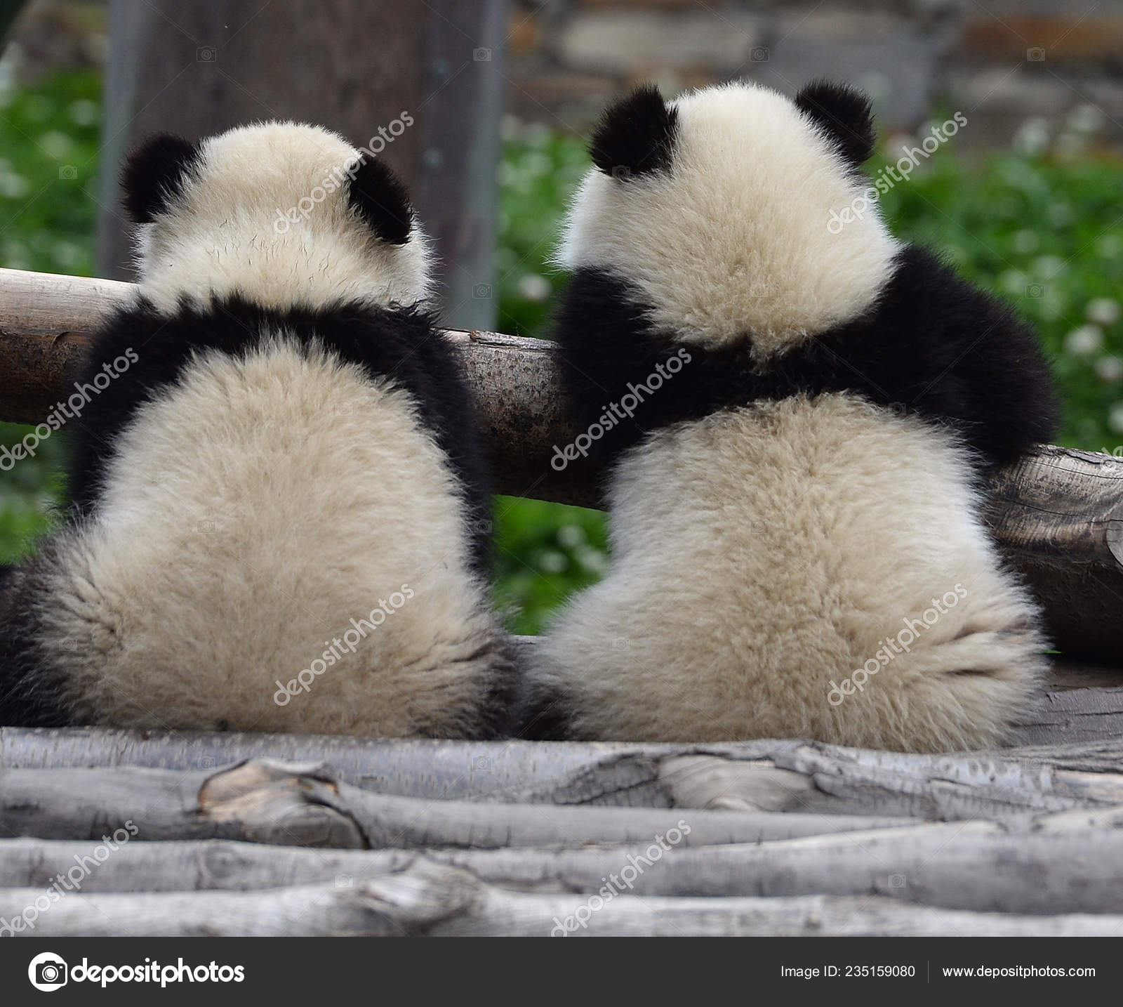 Two Giant Panda Cubs Rest Wooden Stand Wolong National Nature — Stock ...